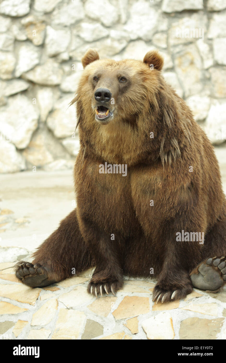 Growling bear hi-res stock photography and images - Alamy