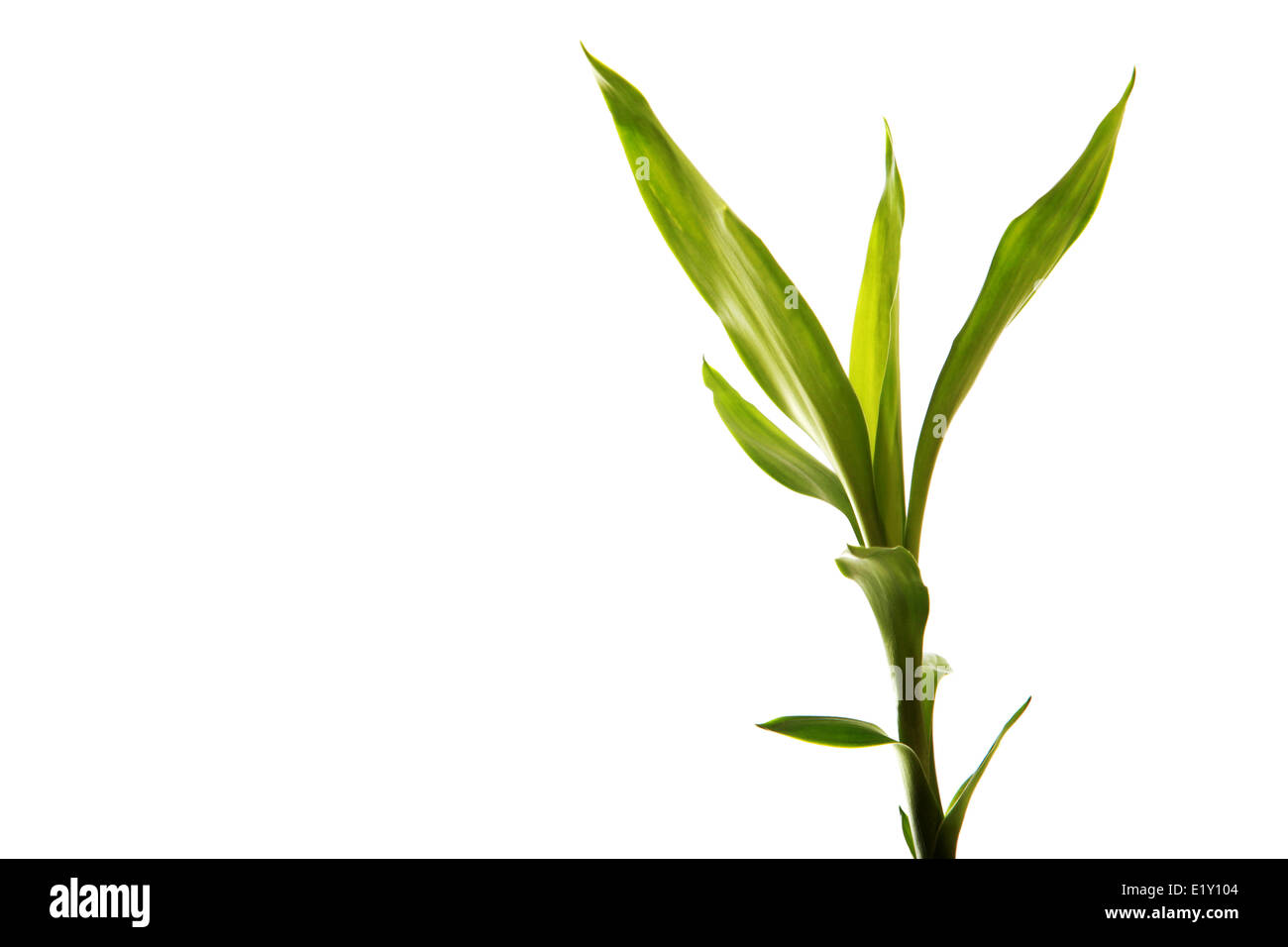 Blume bambus hi-res stock photography and images - Alamy