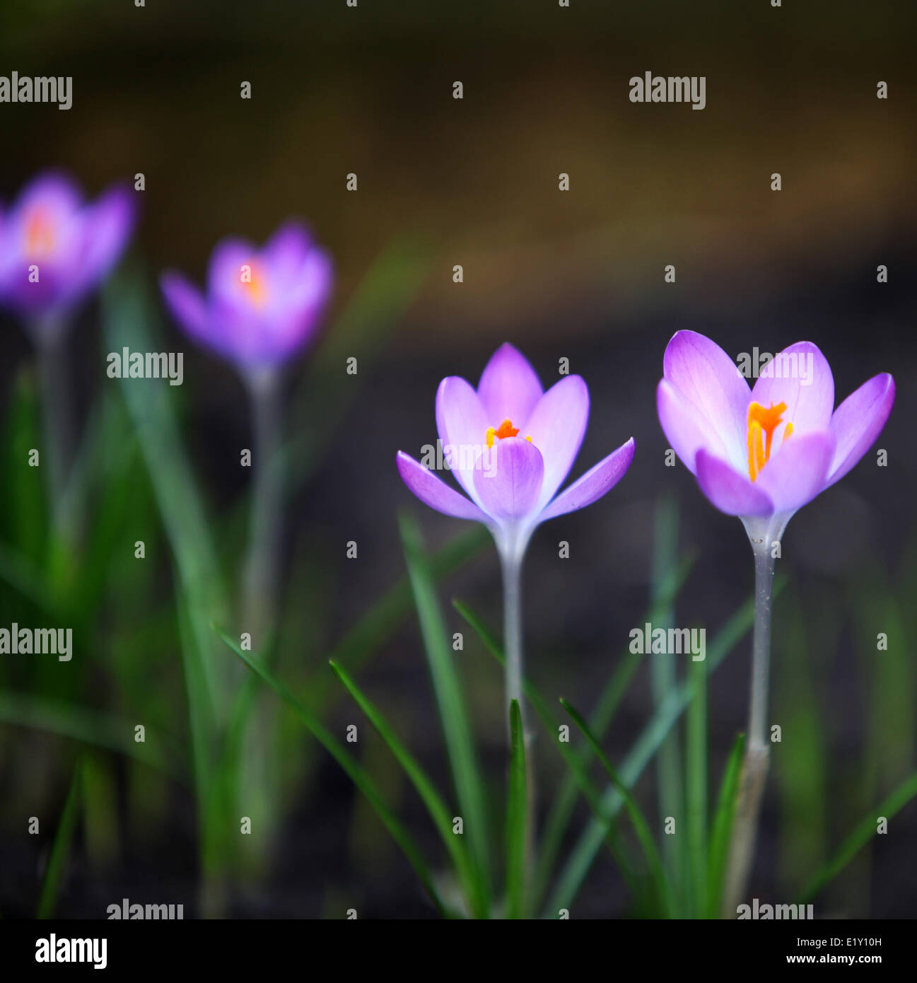 Krokus krokusfeld krokusse krokuswiese hi-res stock photography and ...