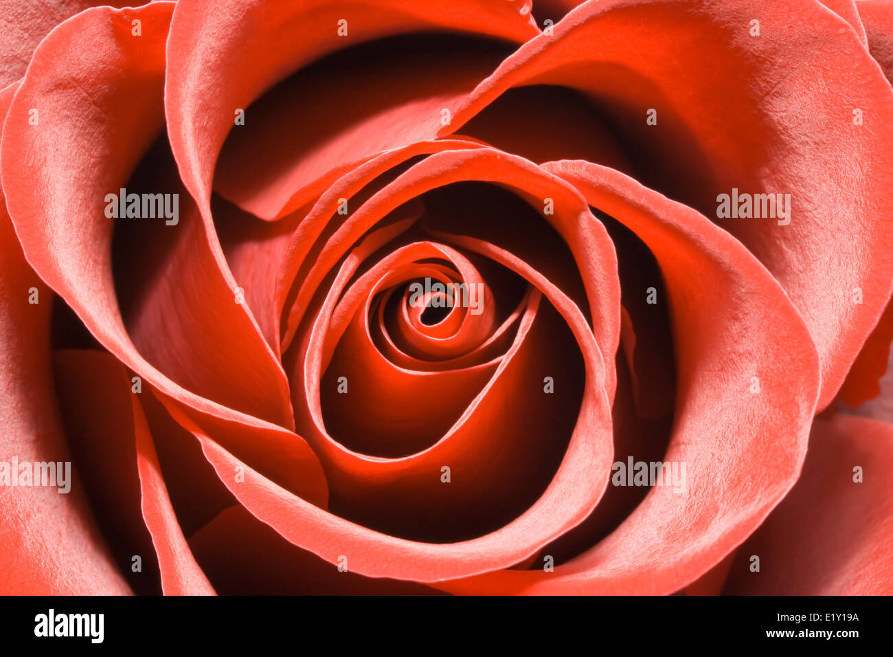 Rose layers hi-res stock photography and images - Alamy