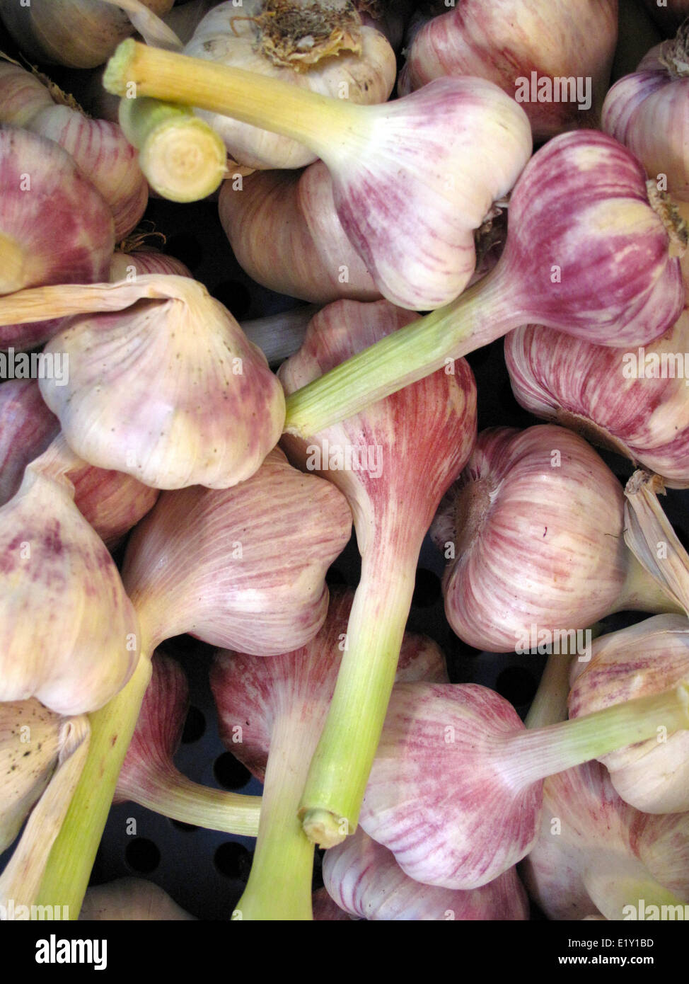 Knoblauchstengel hi-res stock photography and images - Alamy