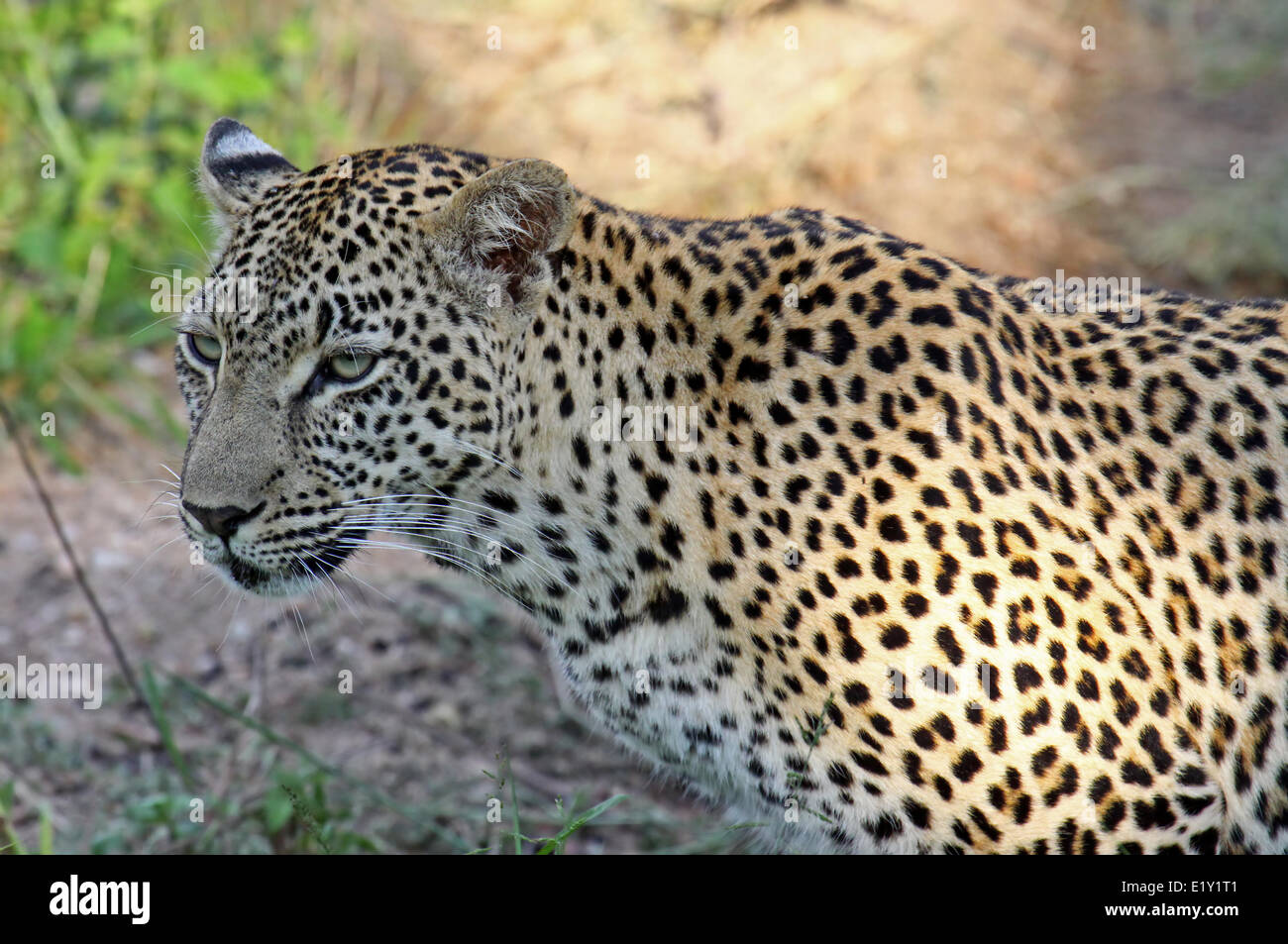 leopard, south africa Stock Photo - Alamy