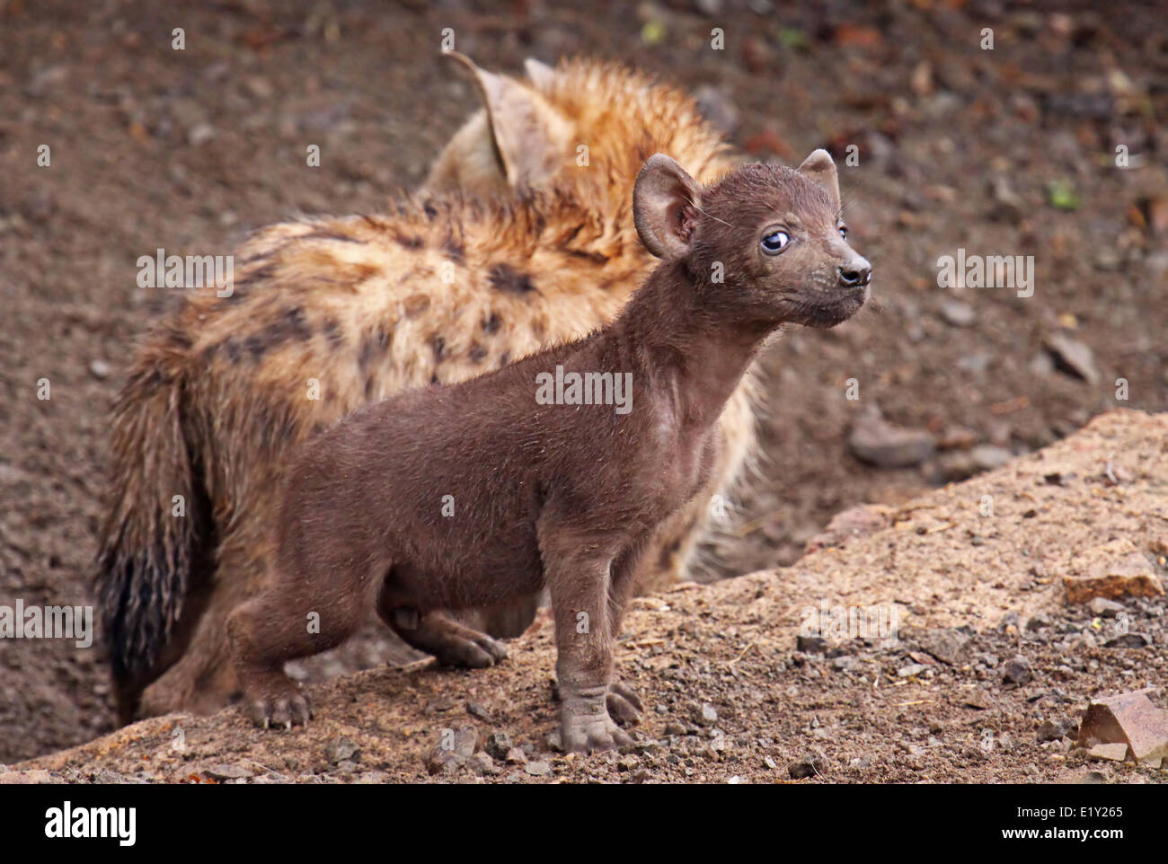 young hyena, south africa, wildlife Stock Photo - Alamy
