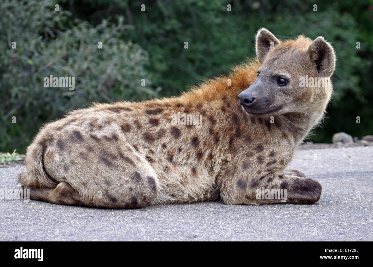 Lying hyena, south africa Stock Photo - Alamy