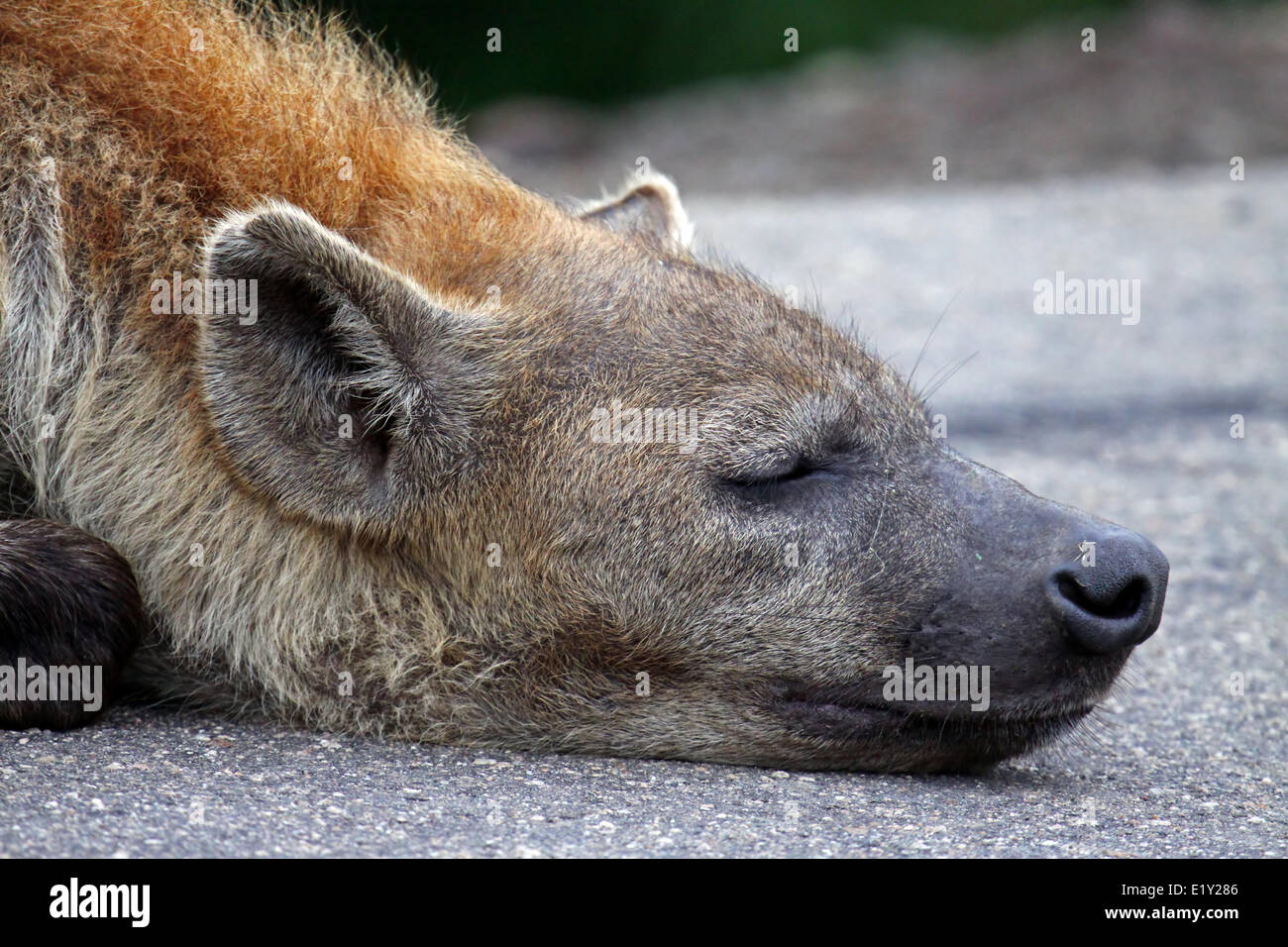 Sleeping hyena, south africa, wildlife Stock Photo - Alamy