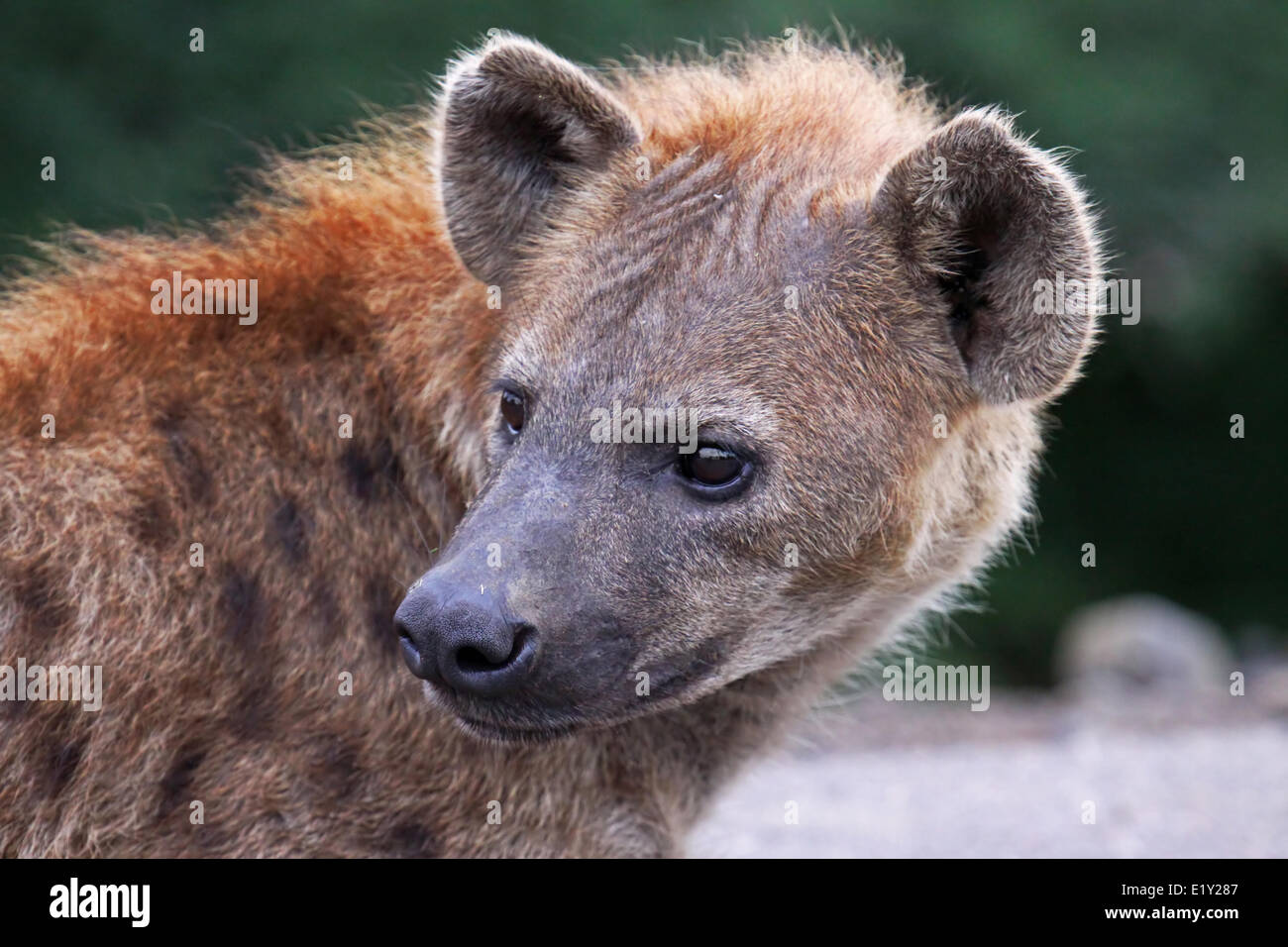 hyena, south africa, wildlife Stock Photo - Alamy