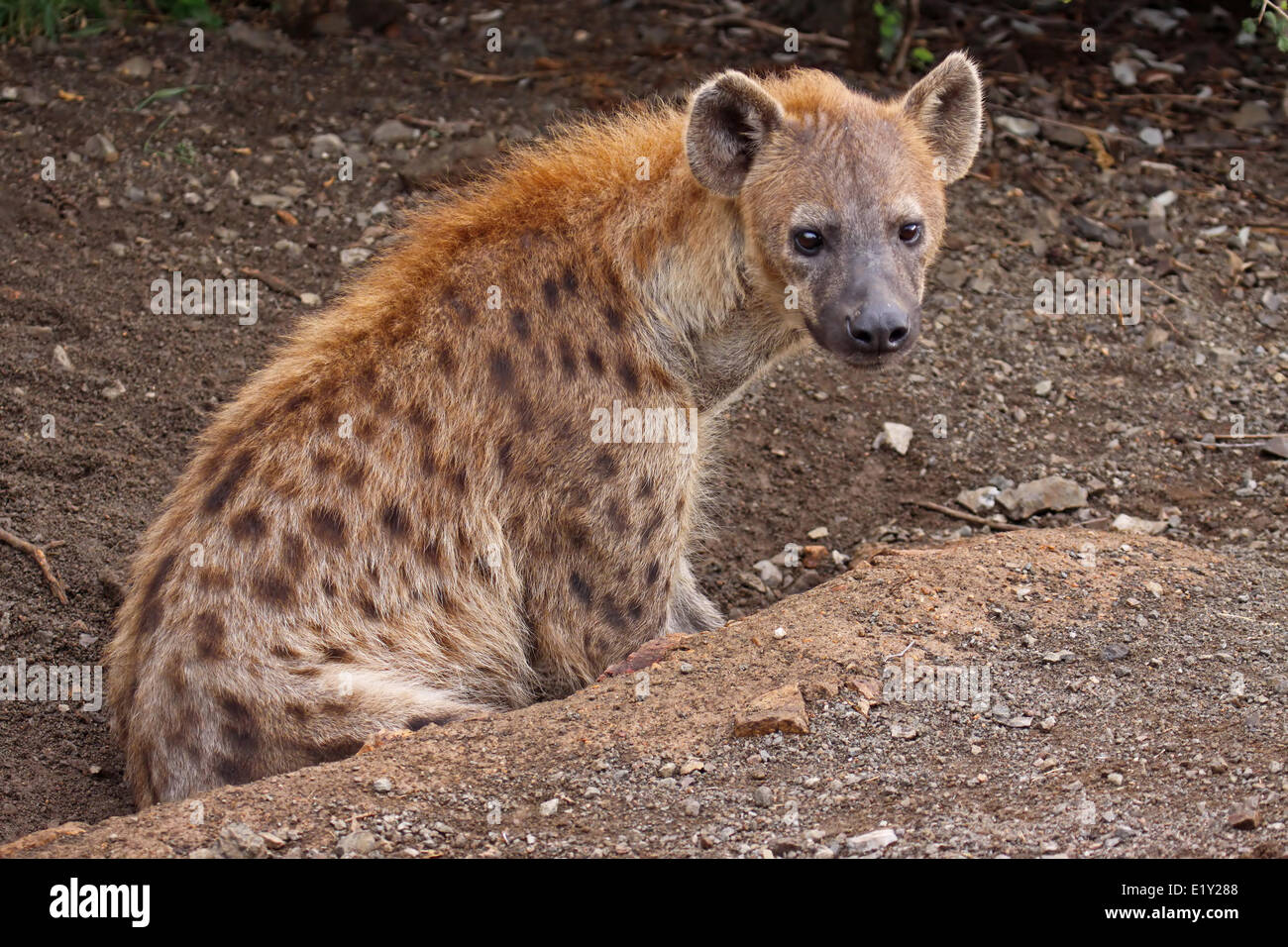 hyena, south africa, wildlife Stock Photo - Alamy