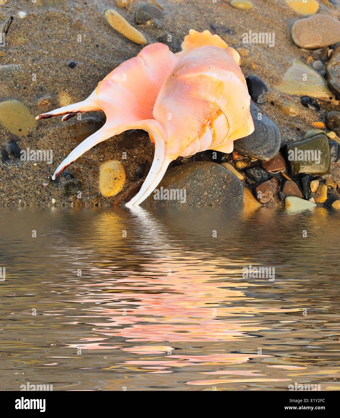 Atlantic ocean water conch shell hi-res stock photography and images ...