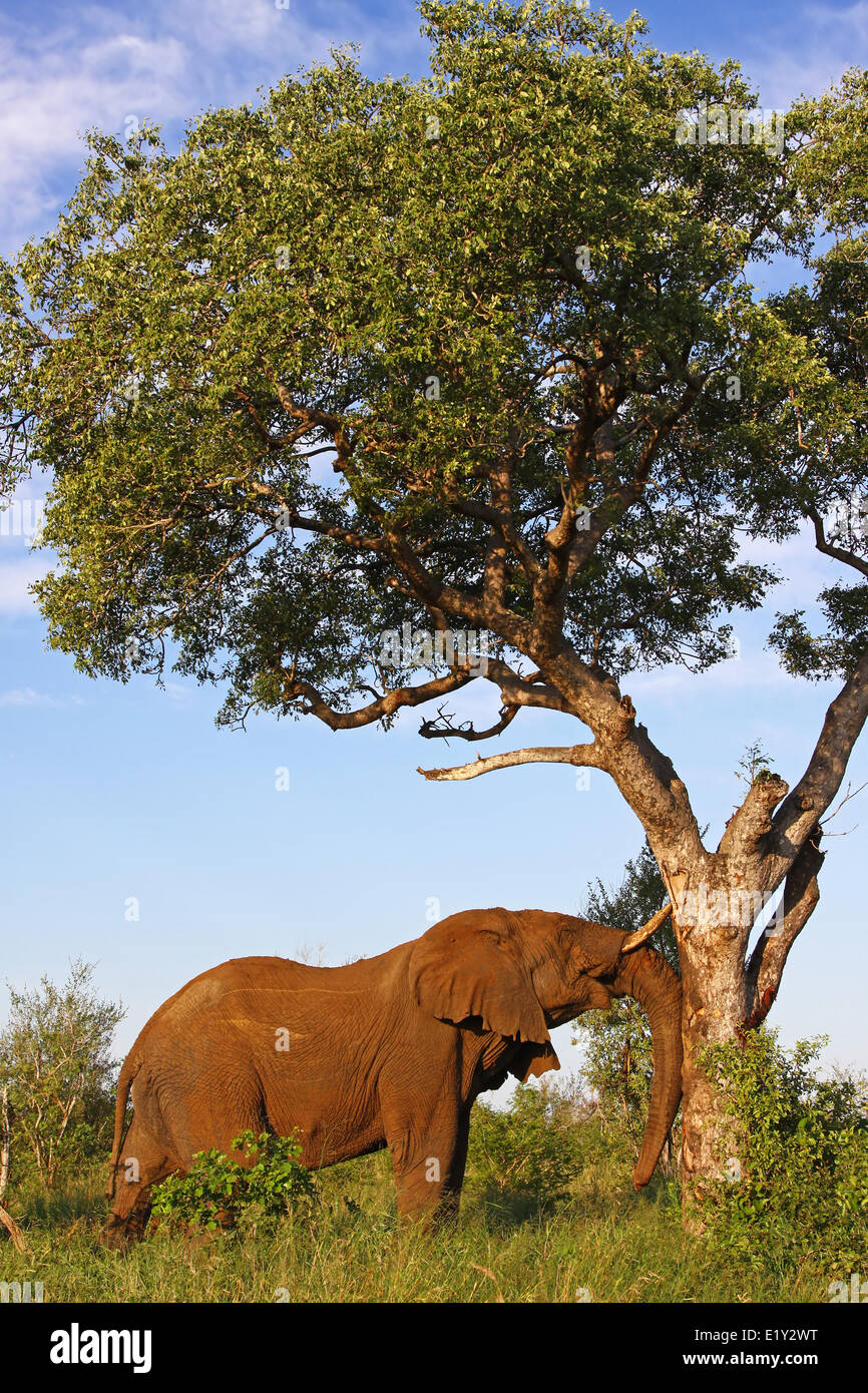 African elephant with tree, south africa Stock Photo - Alamy
