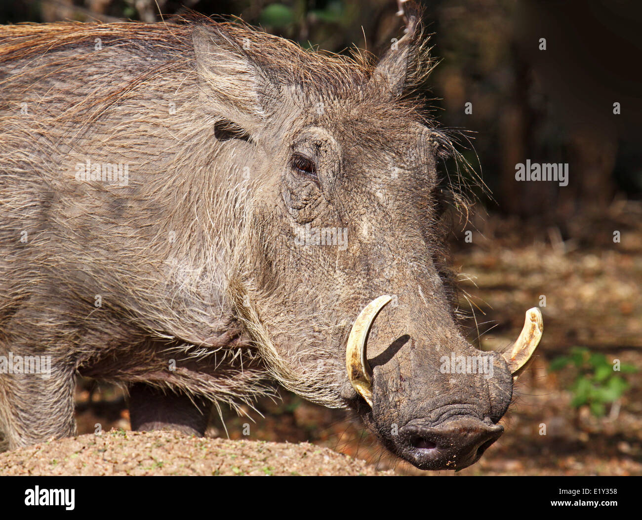 Warthog, South Africa, wildlife Stock Photo - Alamy