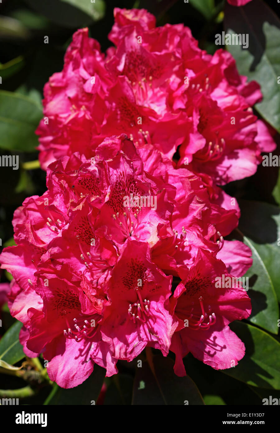 Roter rhododendron hi-res stock photography and images - Alamy