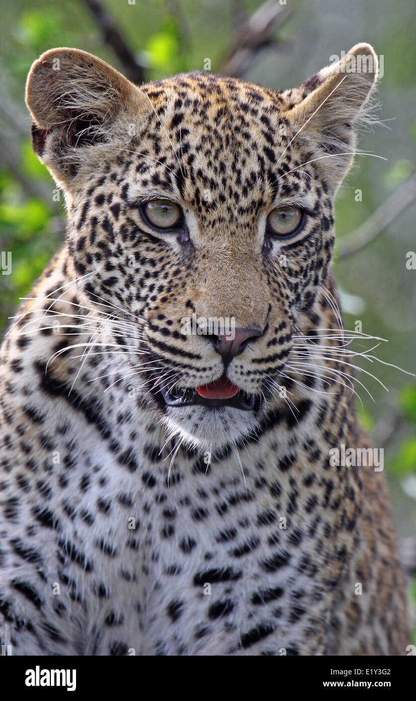 leopard, south africa Stock Photo - Alamy