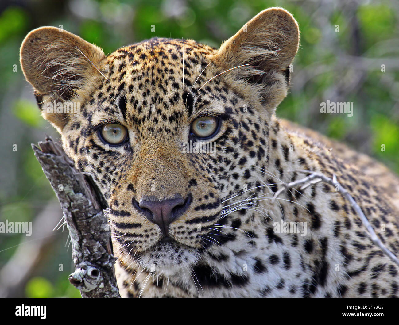 leopard, south africa Stock Photo - Alamy