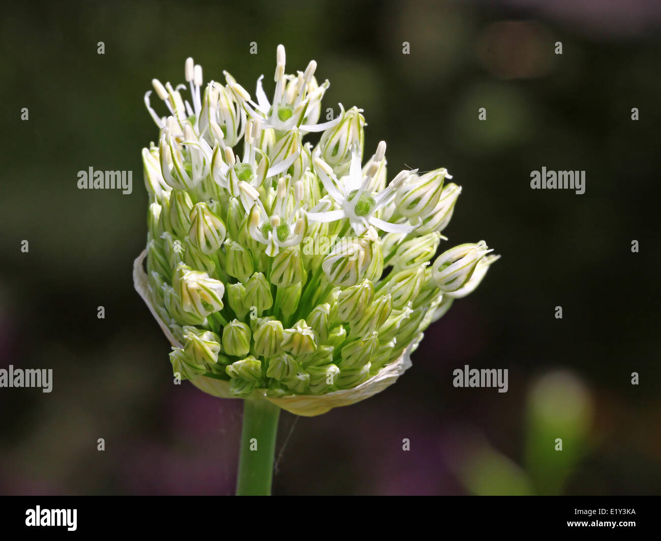 Allium white hi-res stock photography and images - Alamy