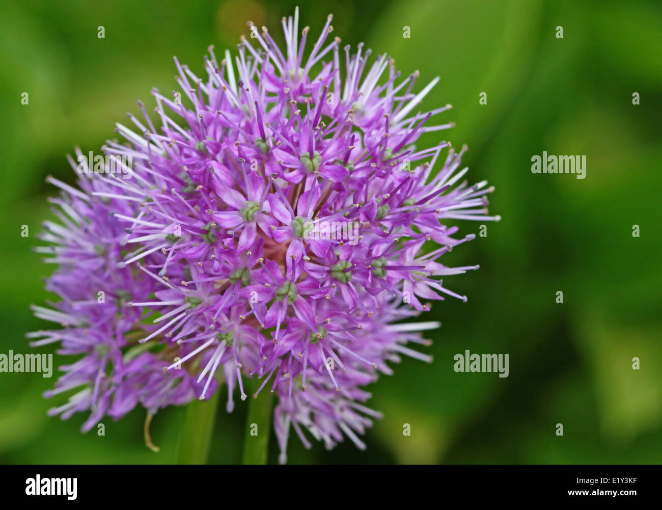 Rosa kleine rose hi-res stock photography and images - Alamy
