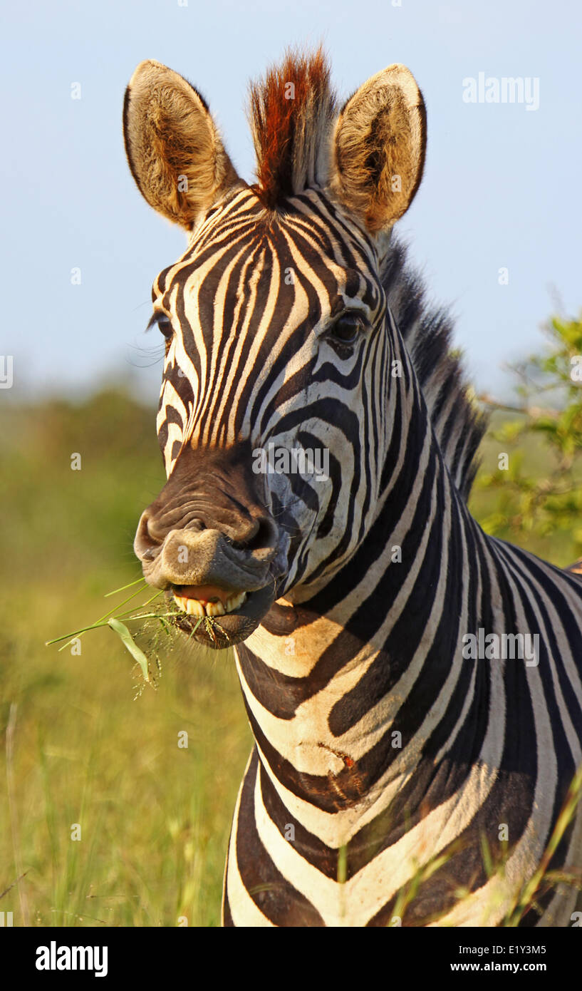 Zebra teeth smiling hi-res stock photography and images - Alamy
