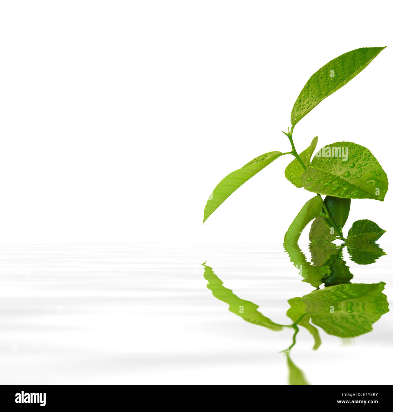 fresh natural background Stock Photo - Alamy