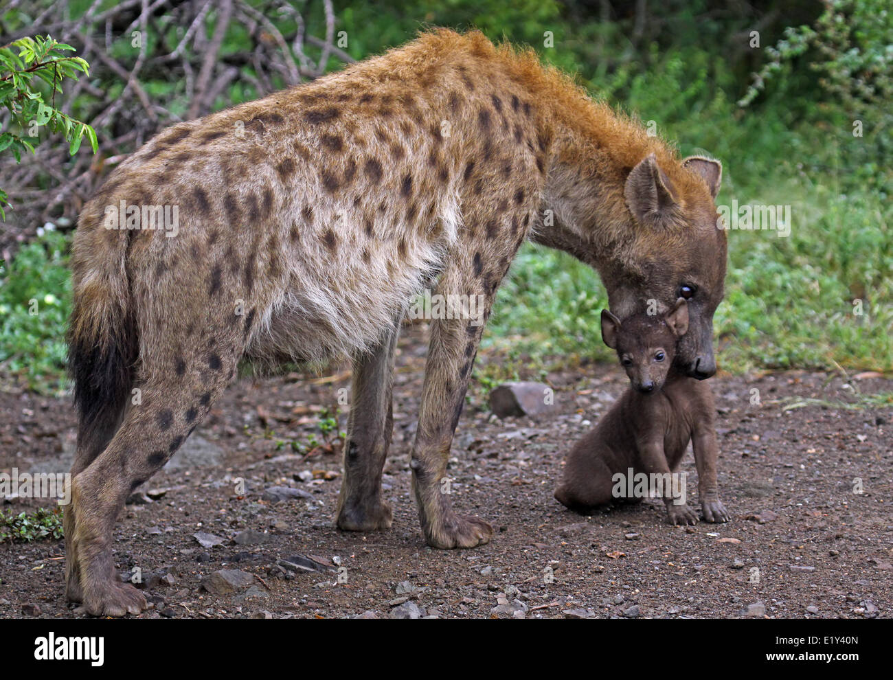hyena with baby, south africa, wildlife Stock Photo - Alamy