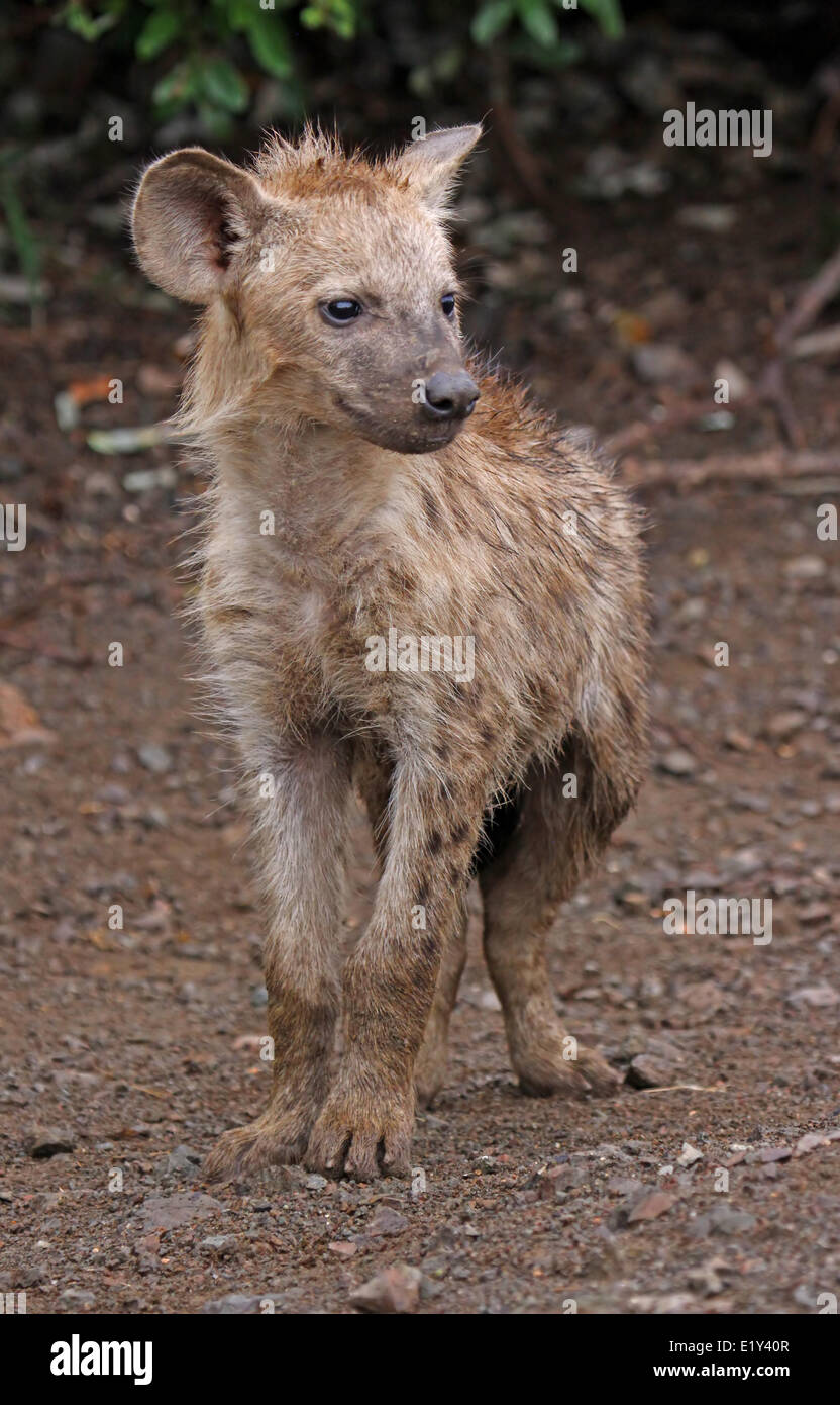 young hyena, south africa, wildlife Stock Photo - Alamy