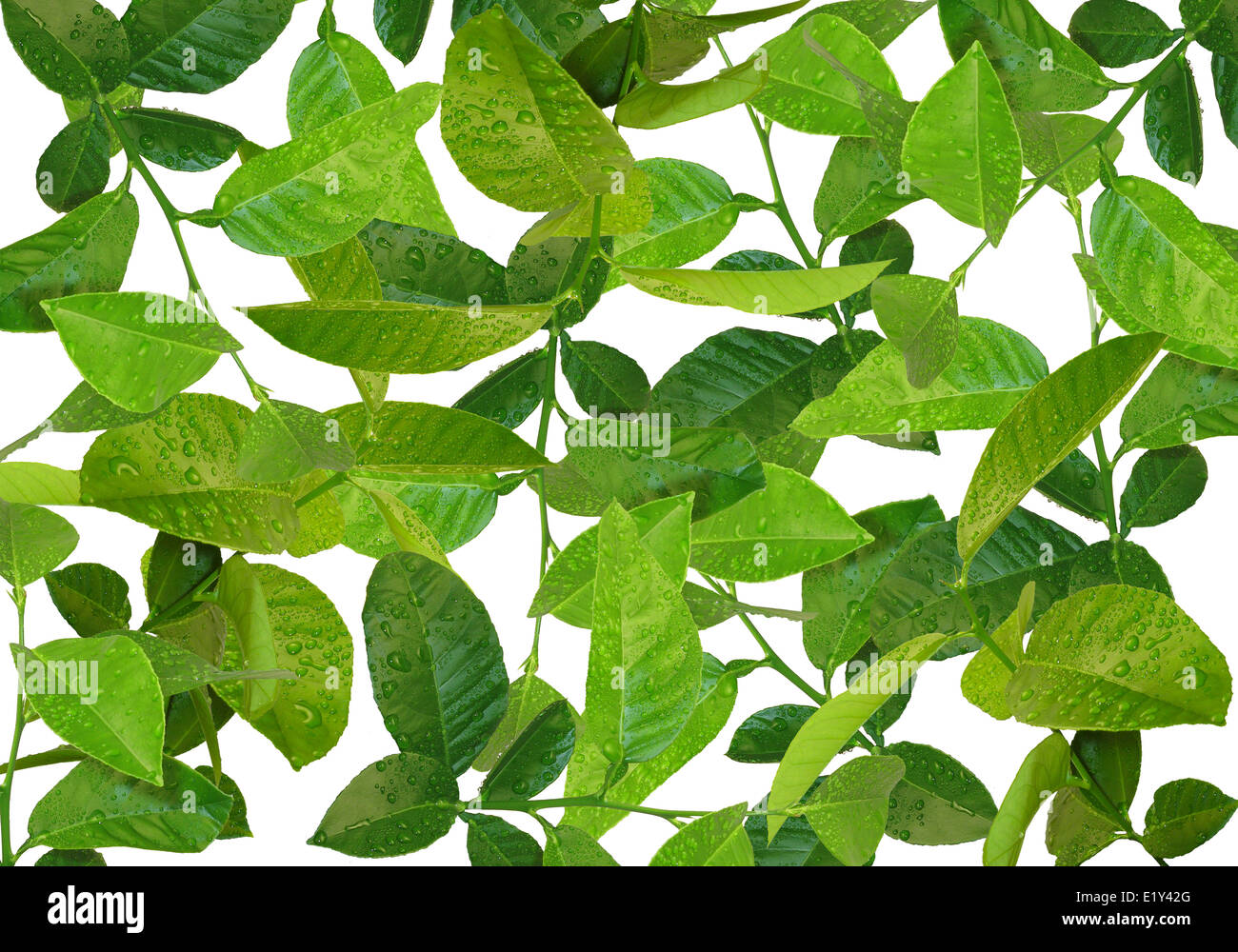 beauty leaves background Stock Photo - Alamy