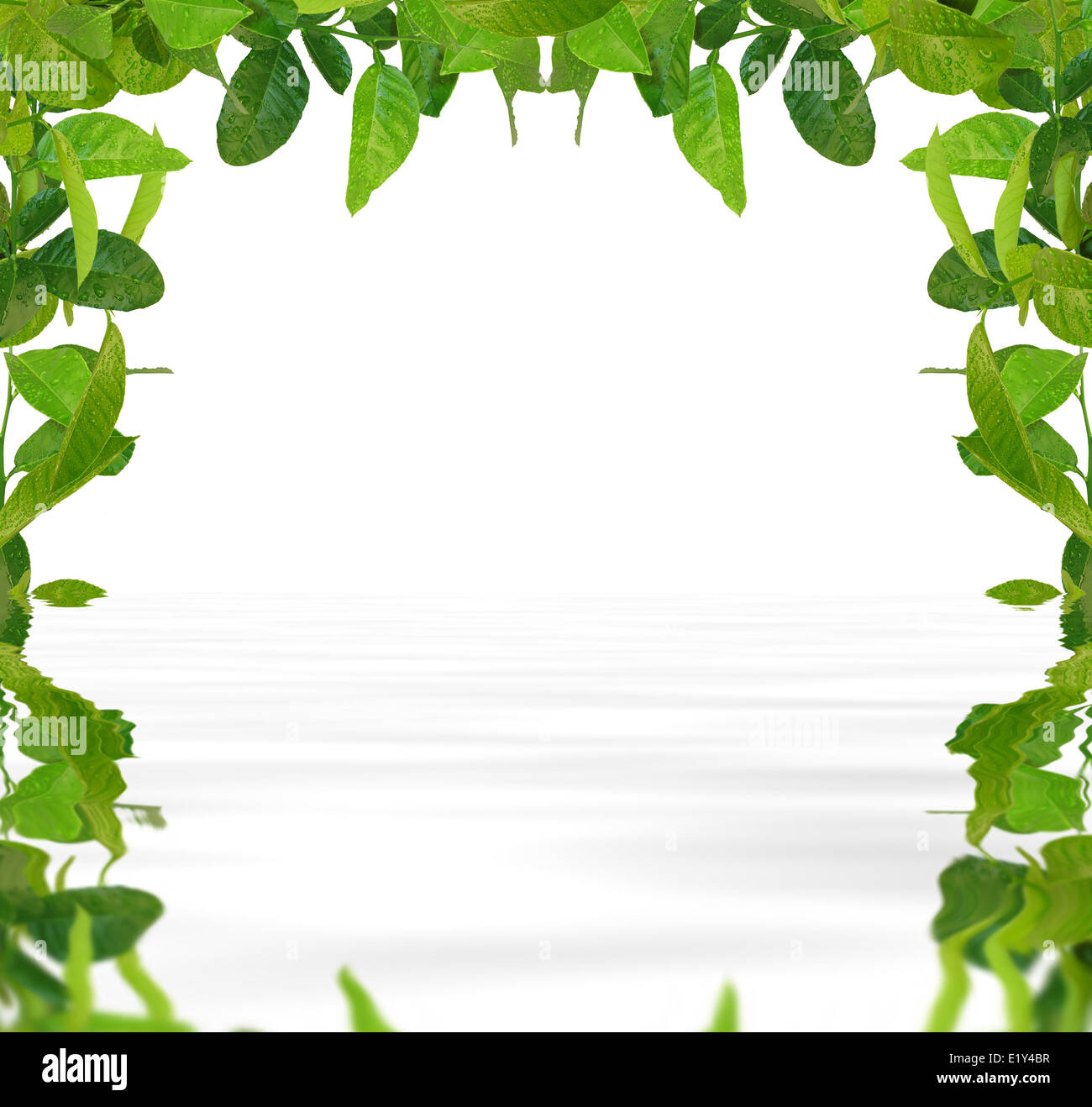 Vine leaves border isolated hi-res stock photography and images - Alamy