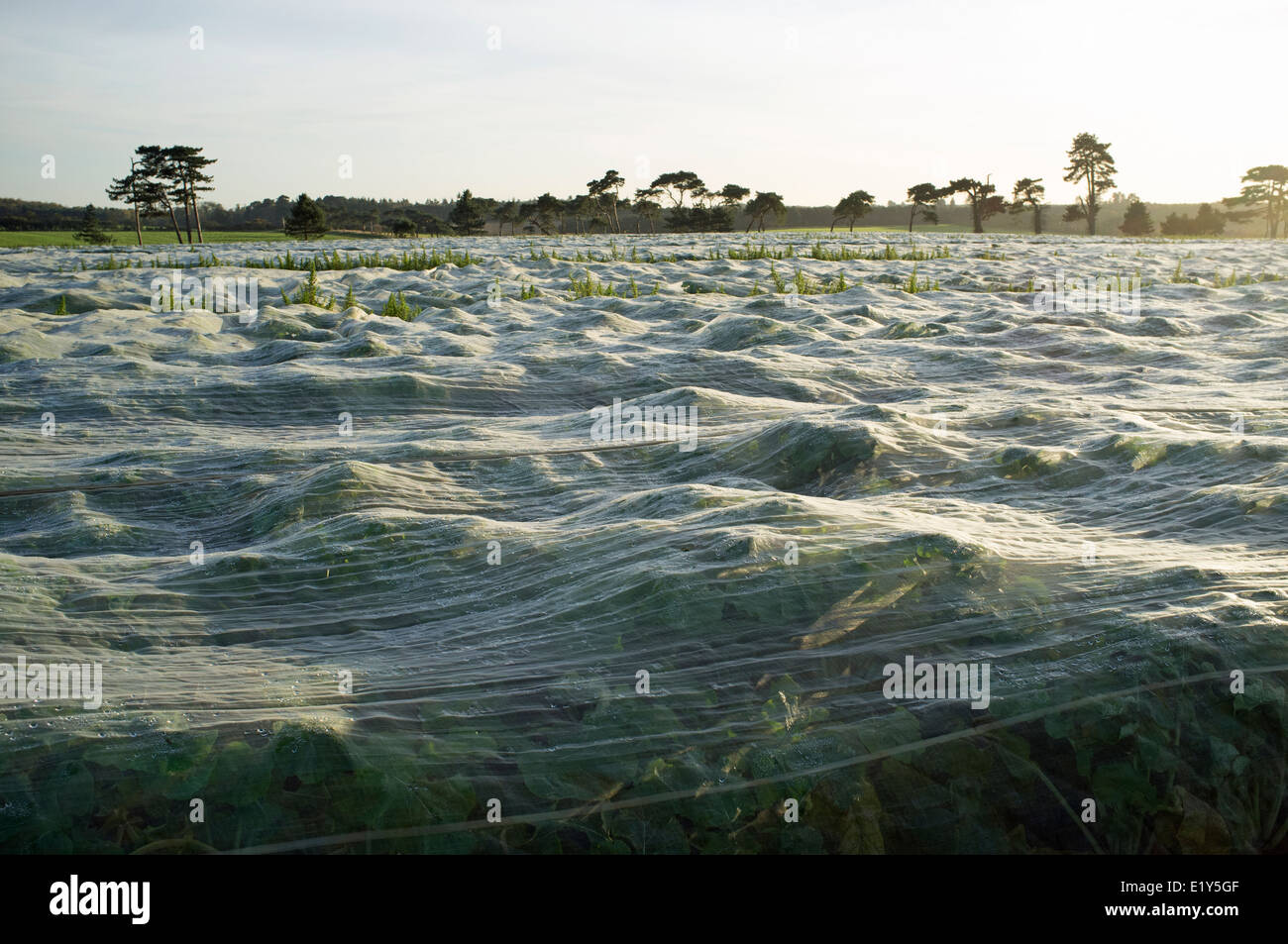 Crops growing under fleece hi-res stock photography and images - Alamy
