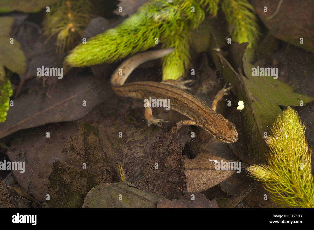 Single adult female common smooth newt submerged in freshwater pond ...