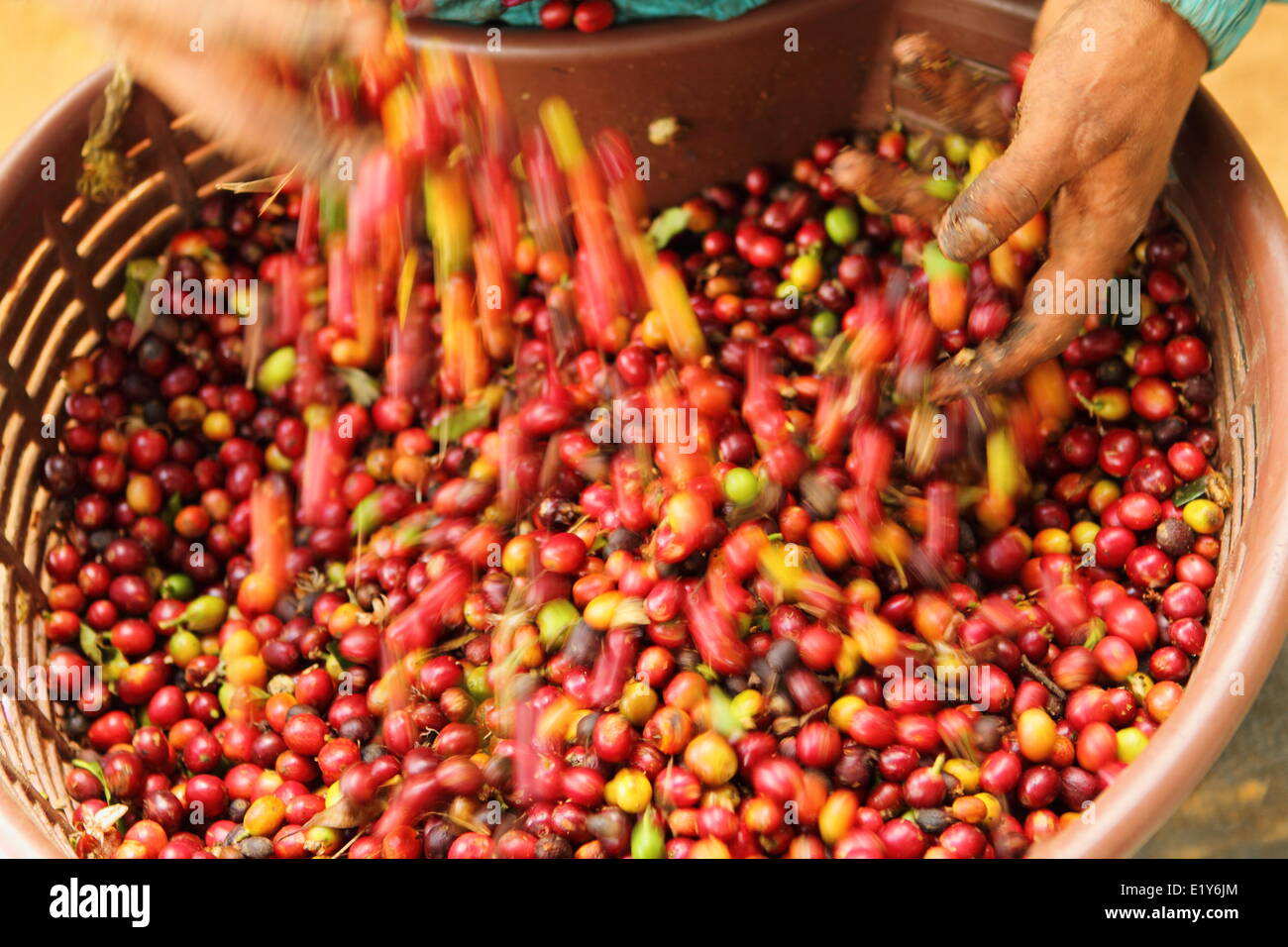 Coffee picker hi-res stock photography and images - Alamy
