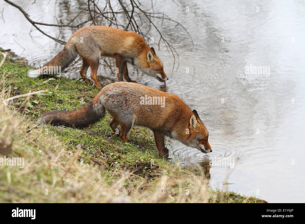 red fox drinking water Stock Photo - Alamy