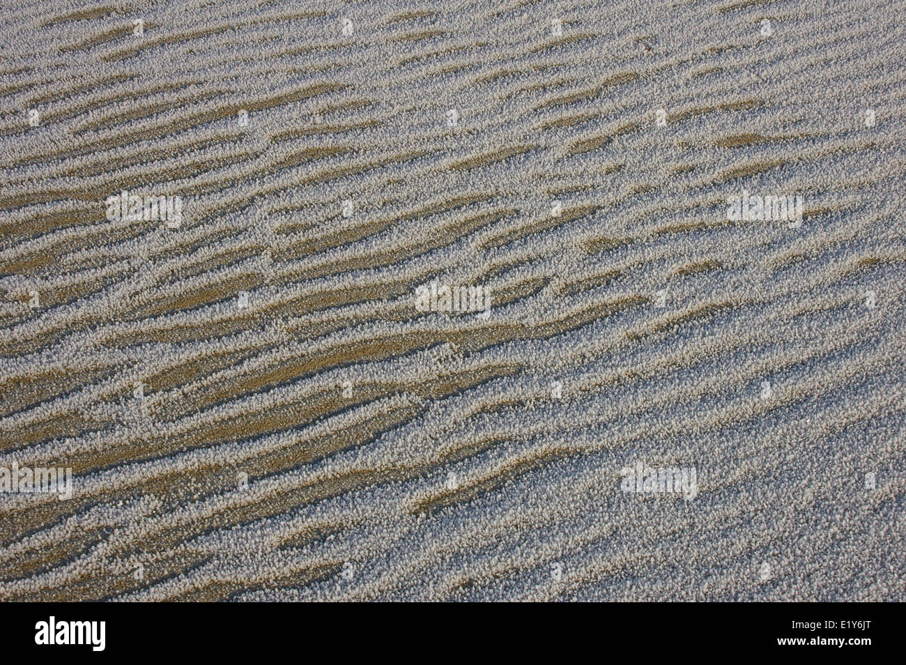 Pattern of sand ribs with ice crystals Stock Photo - Alamy