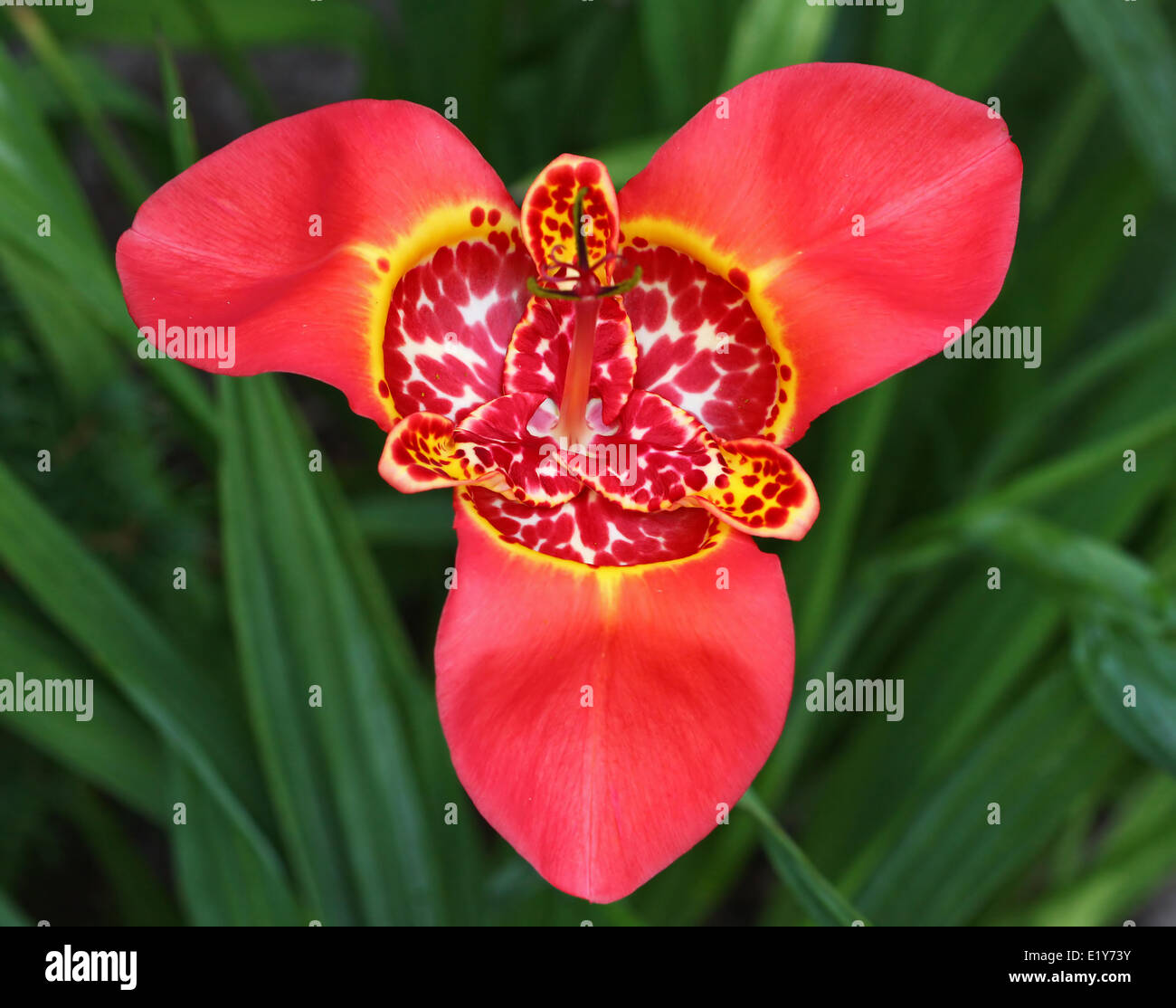 Tigridia Stock Photos & Tigridia Stock Images - Alamy