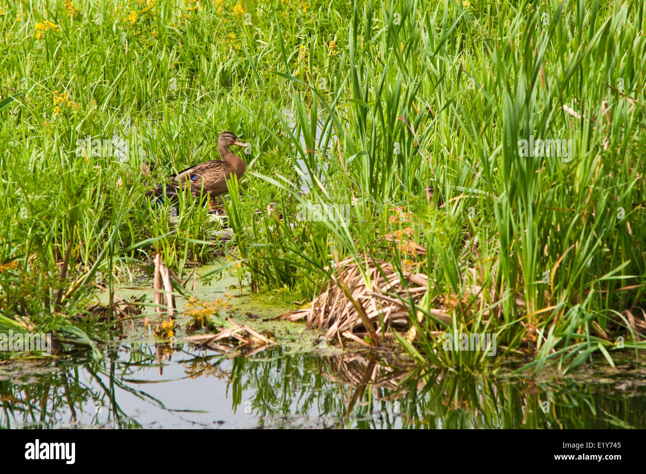 Duck and reeds hi-res stock photography and images - Alamy