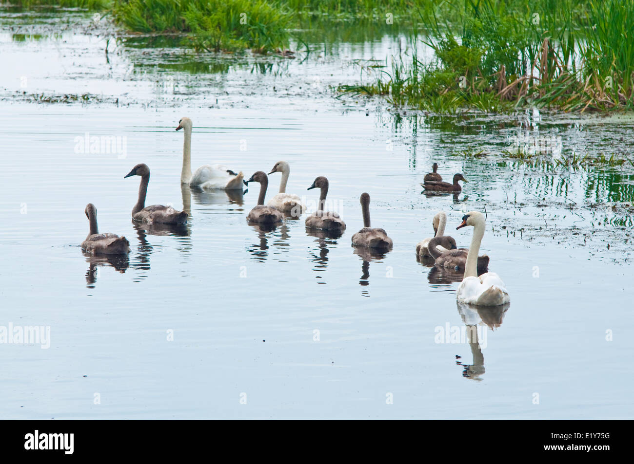 swans family in water Stock Photo - Alamy