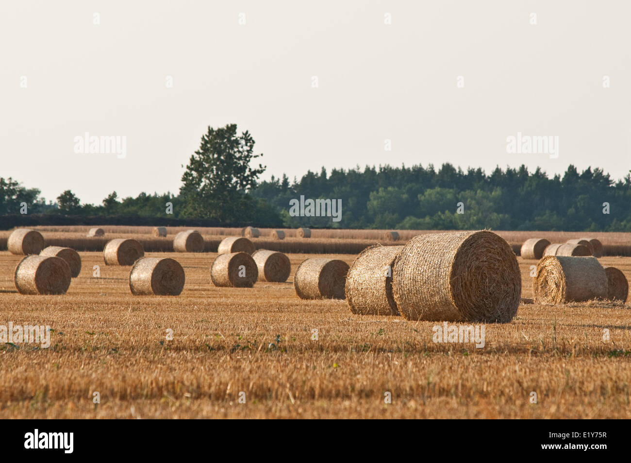 Farmer rolling field hi-res stock photography and images - Alamy