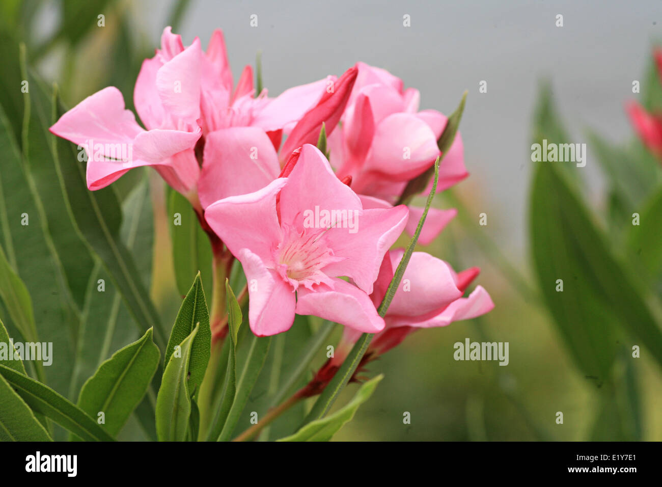 Tropic flower hi-res stock photography and images - Alamy