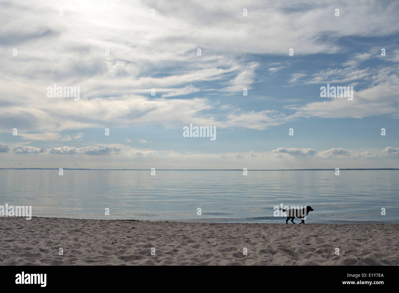 Black dock walking on a beach Stock Photo - Alamy