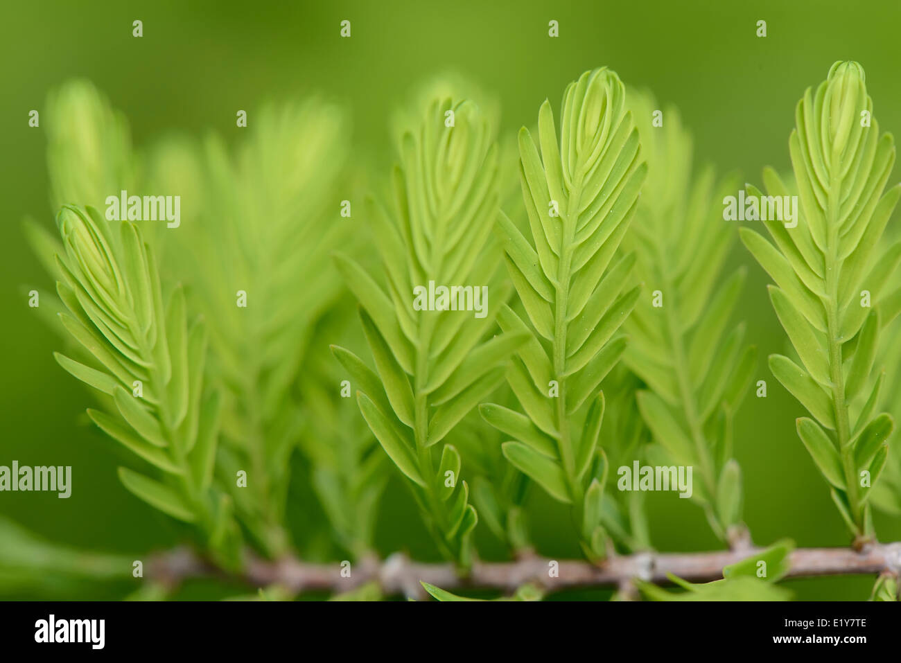 Taxodium distichum plant tree hi-res stock photography and images - Alamy