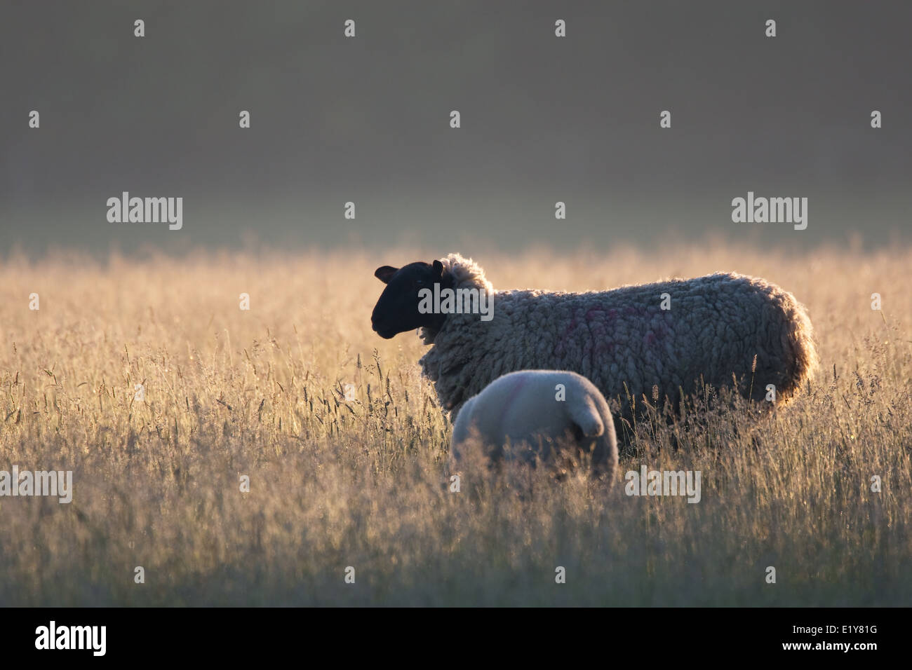 Two headed sheep hi-res stock photography and images - Alamy