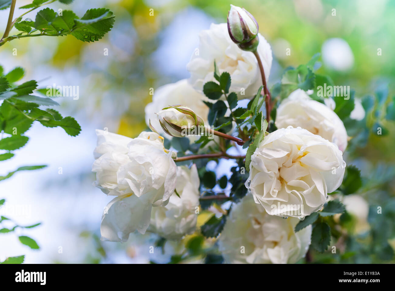 Branch of roses hi-res stock photography and images - Alamy