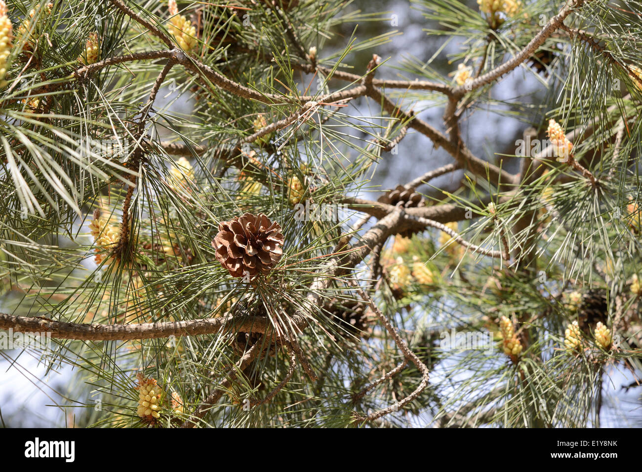 Brown branch background hi-res stock photography and images - Alamy