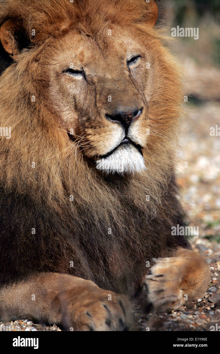 Lion close up of face Sandown Zoo Isle of Wight England UK Stock Photo ...