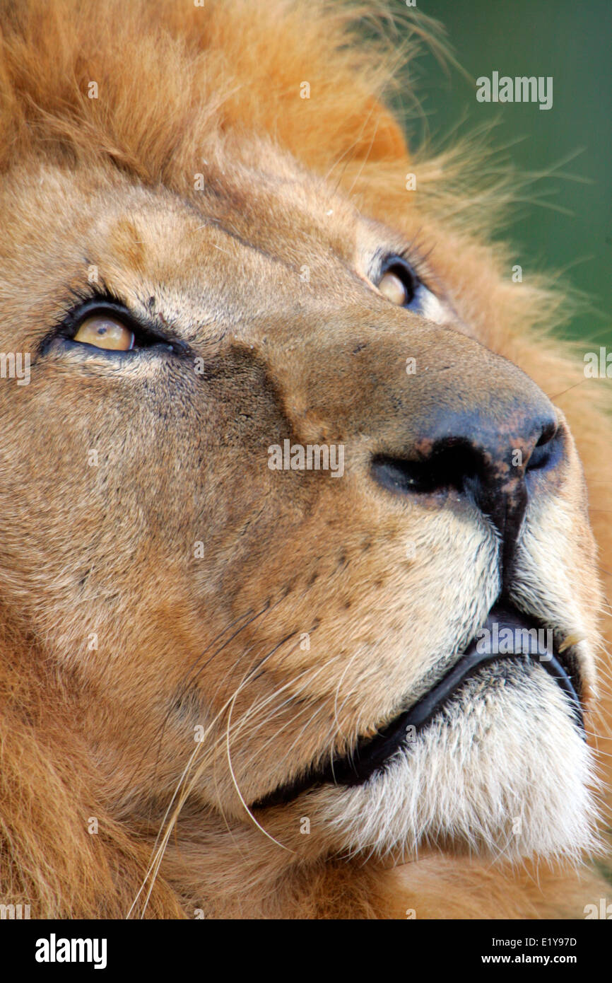 Lion close up of face Sandown Zoo Isle of Wight England UK Stock Photo ...