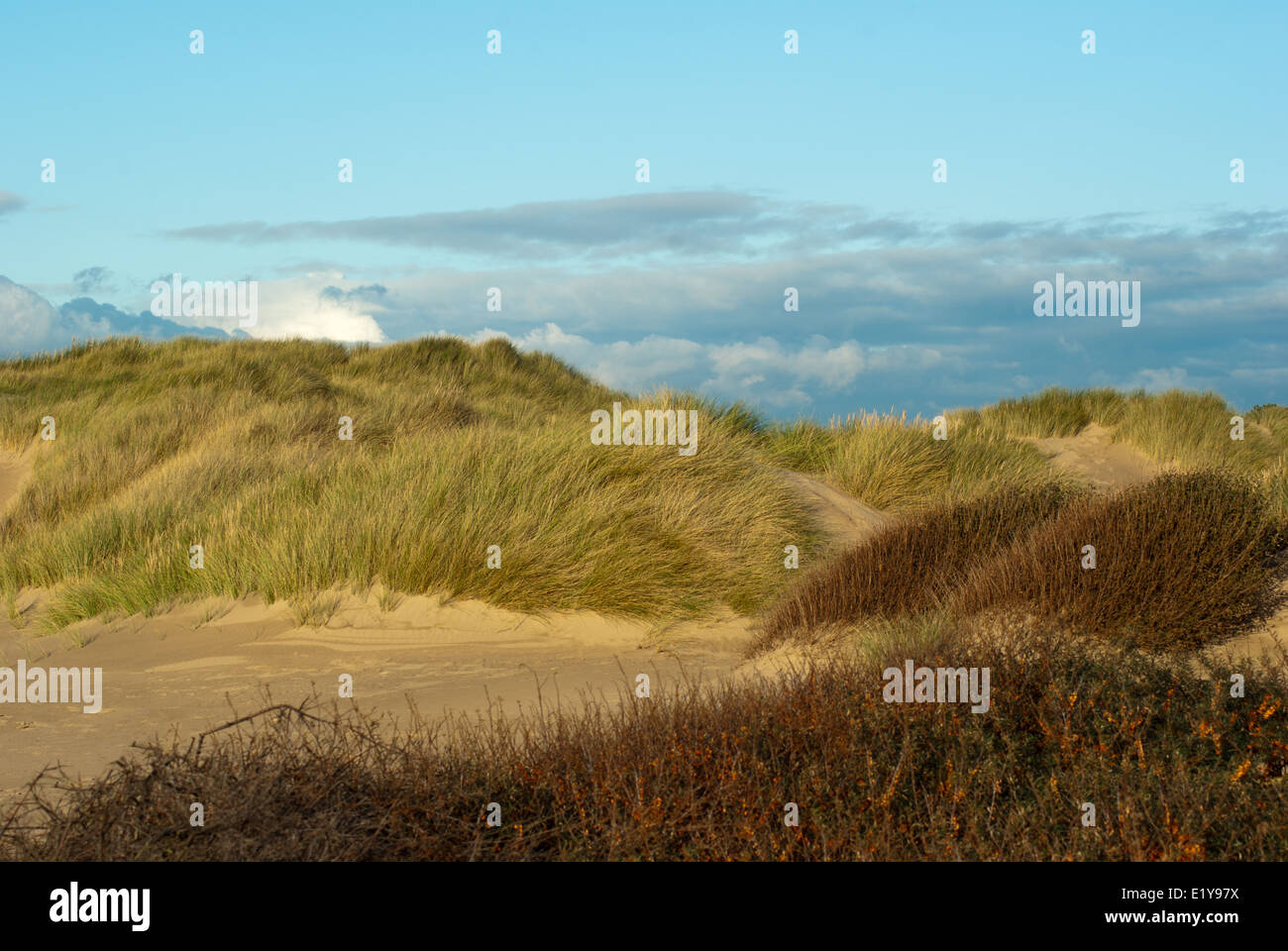 Sand dunes at Formby beach on a late summer afternoon Stock Photo - Alamy