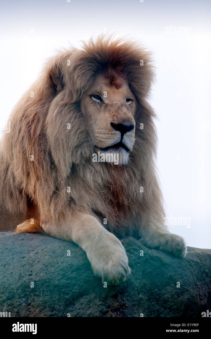 Sandown zoo hi-res stock photography and images - Alamy