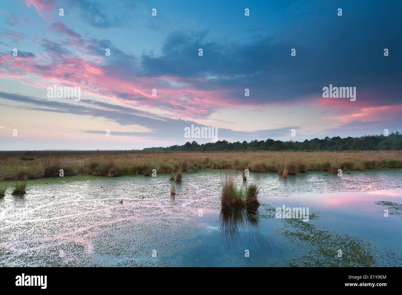 sunset over wild swamp in summer, Drenthe, Netherlands Stock Photo - Alamy