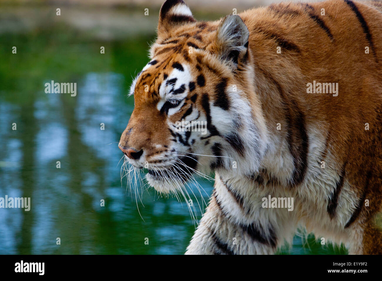 Animal Mammal captive water Bengal Tiger Sandown Zoo Isle of Wight ...