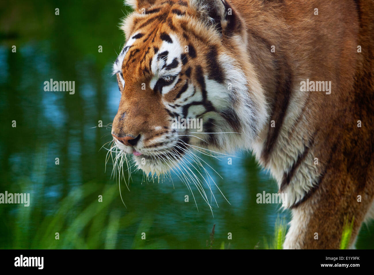 Animal Mammel Bengal Tiger Sandown Zoo Isle of Wight England UK Stock ...