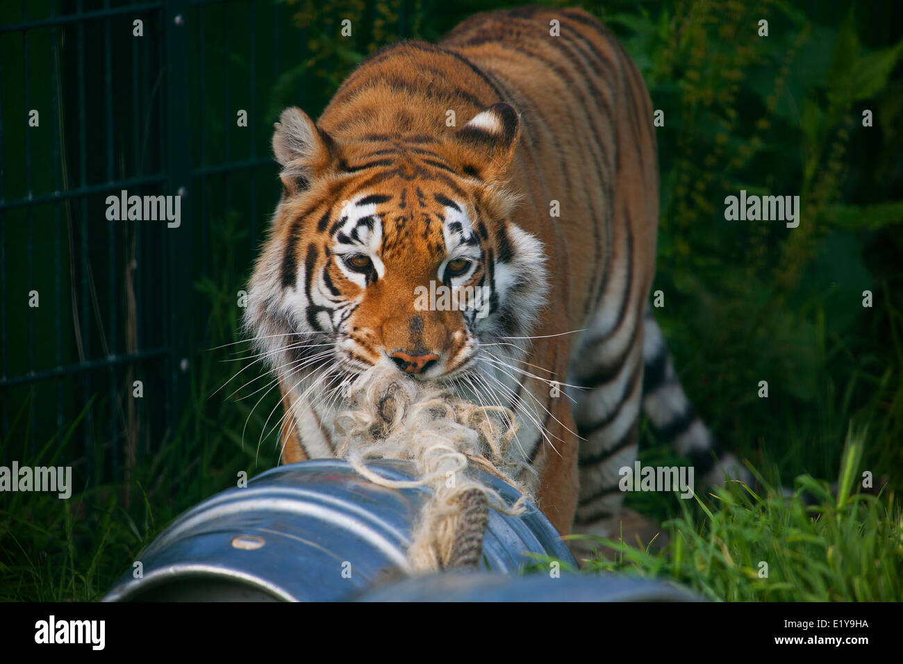 Animal Mammel Bengal Tiger Sandown Zoo Isle of Wight England UK Stock ...
