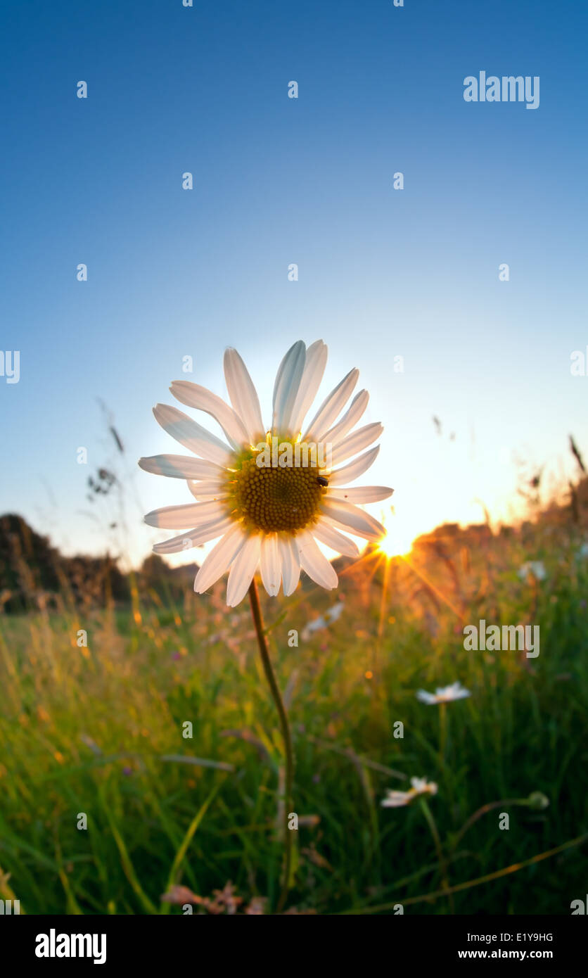 Blue star blossom hi-res stock photography and images - Alamy