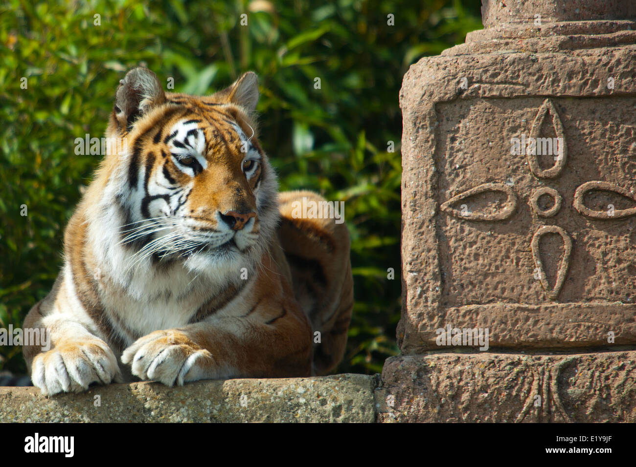 Animal Mammel Bengal Tiger Sandown Zoo Isle of Wight England UK Stock ...